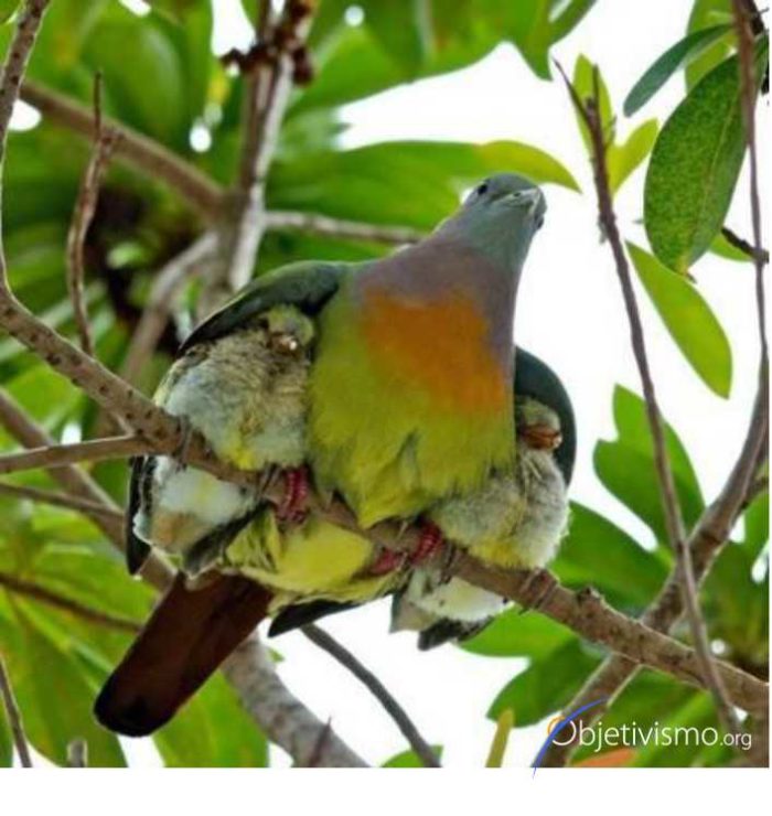 Filosofía: Quién La Necesita – Objetivismo.org