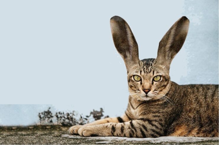 Paquete “gato por liebre” (falacia) – Objetivismo.org